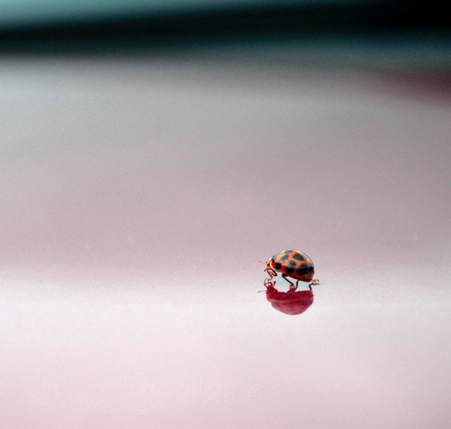 Automated GUI Testing: Guide | UKAD